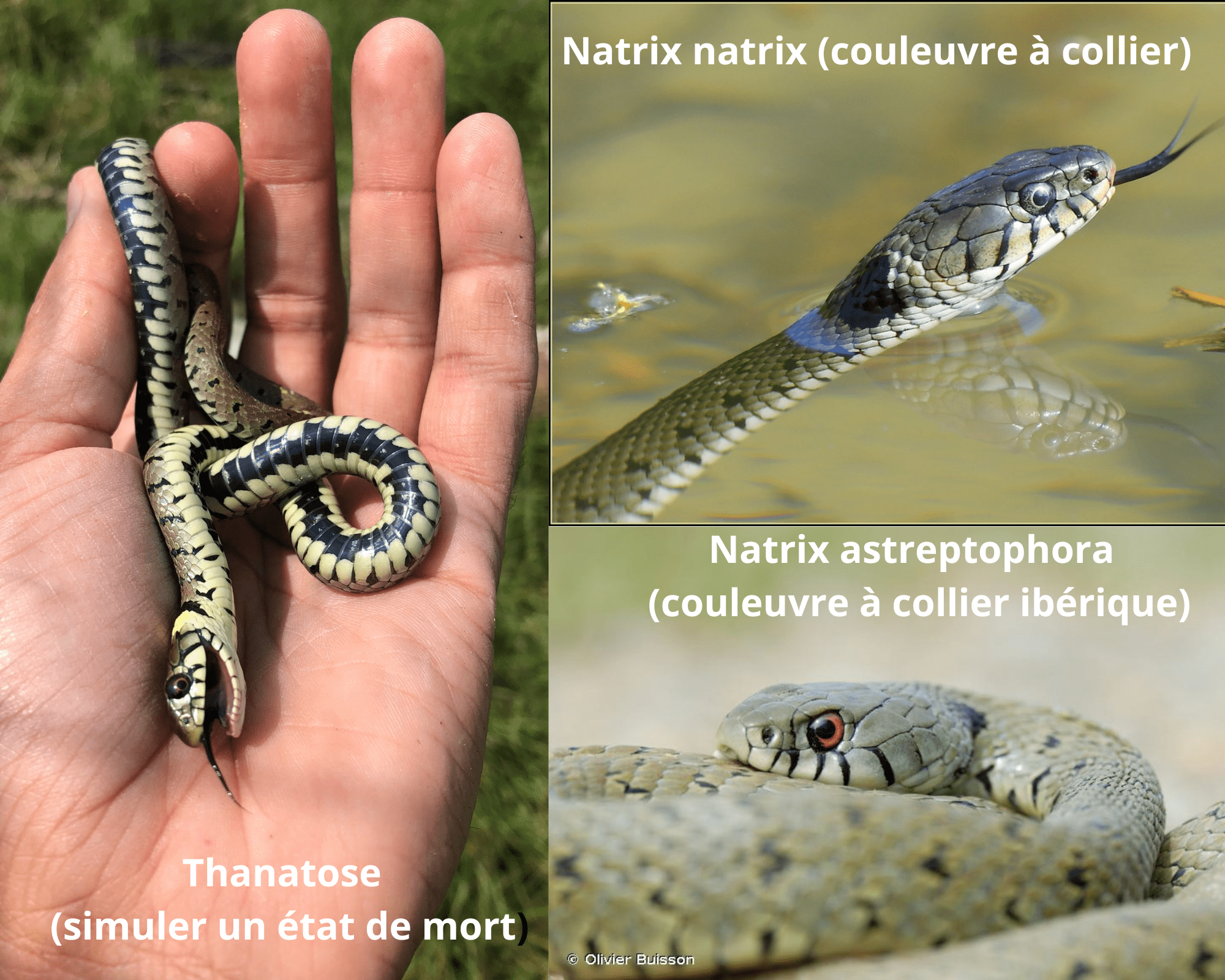 Les serpents de France métropolitaine – Passion Reptiles