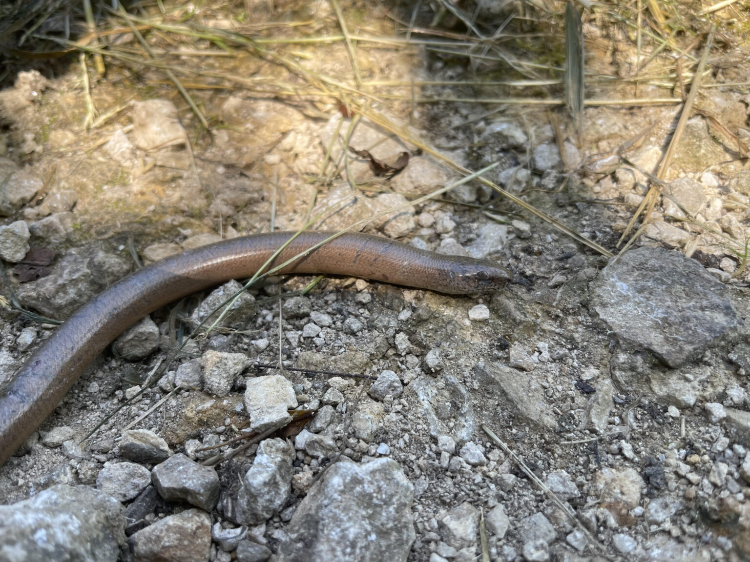 Les lézards de France métropolitaine (partie 1) – Passion Reptiles